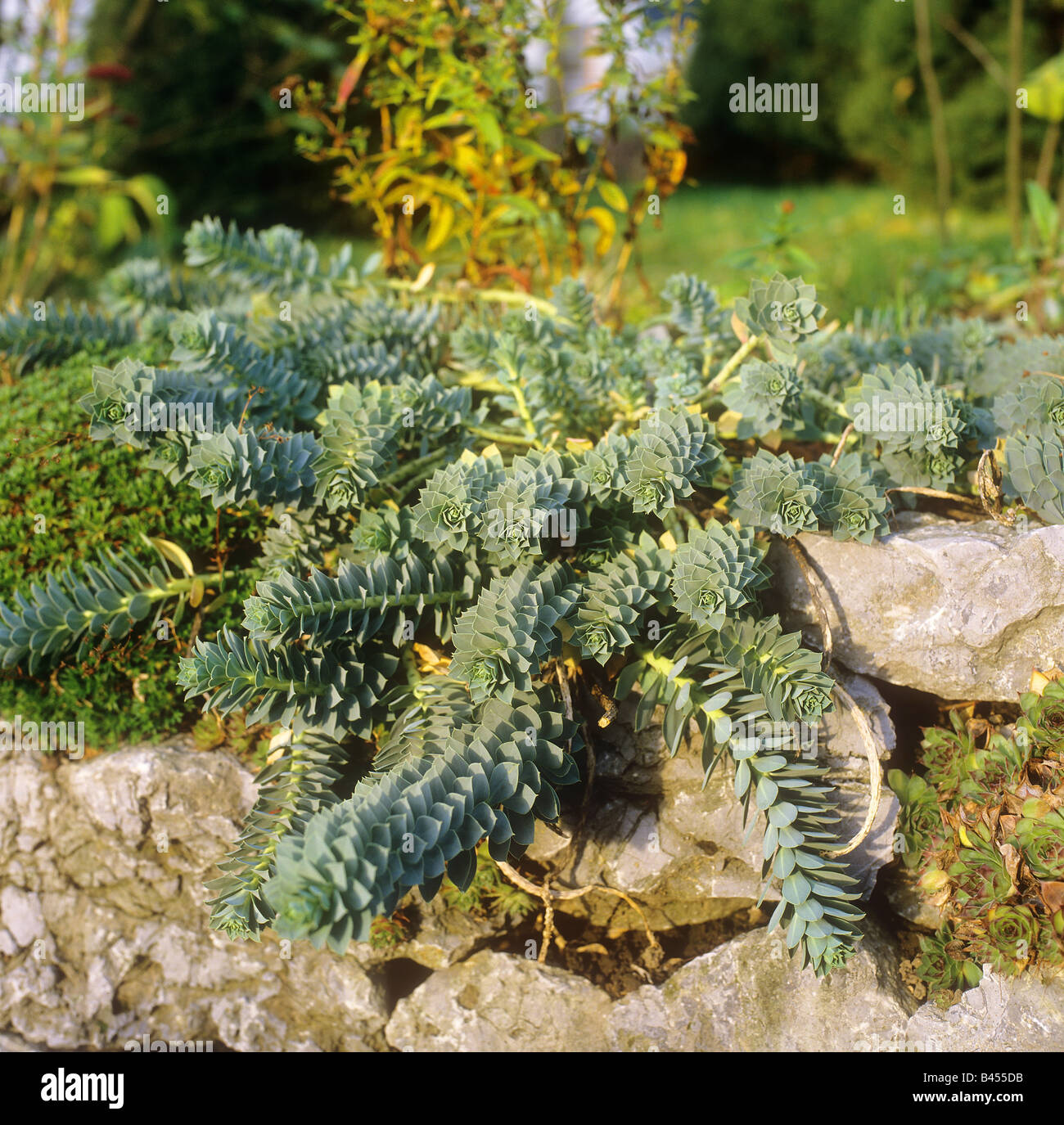 Creeping myrtle hi-res stock photography and images - Alamy