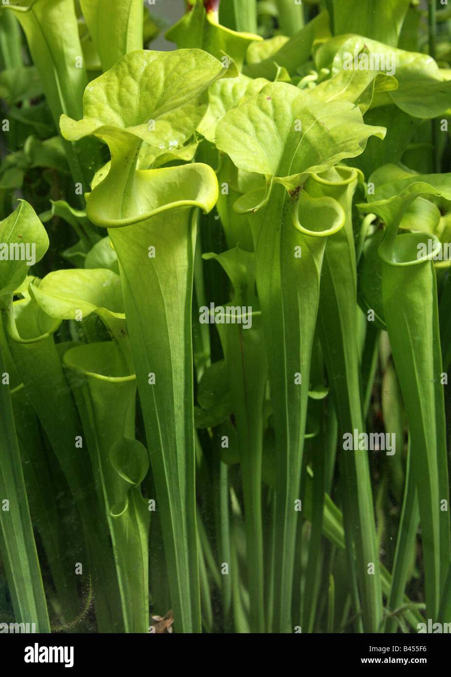 Sarracenia flava hi-res stock photography and images - Alamy