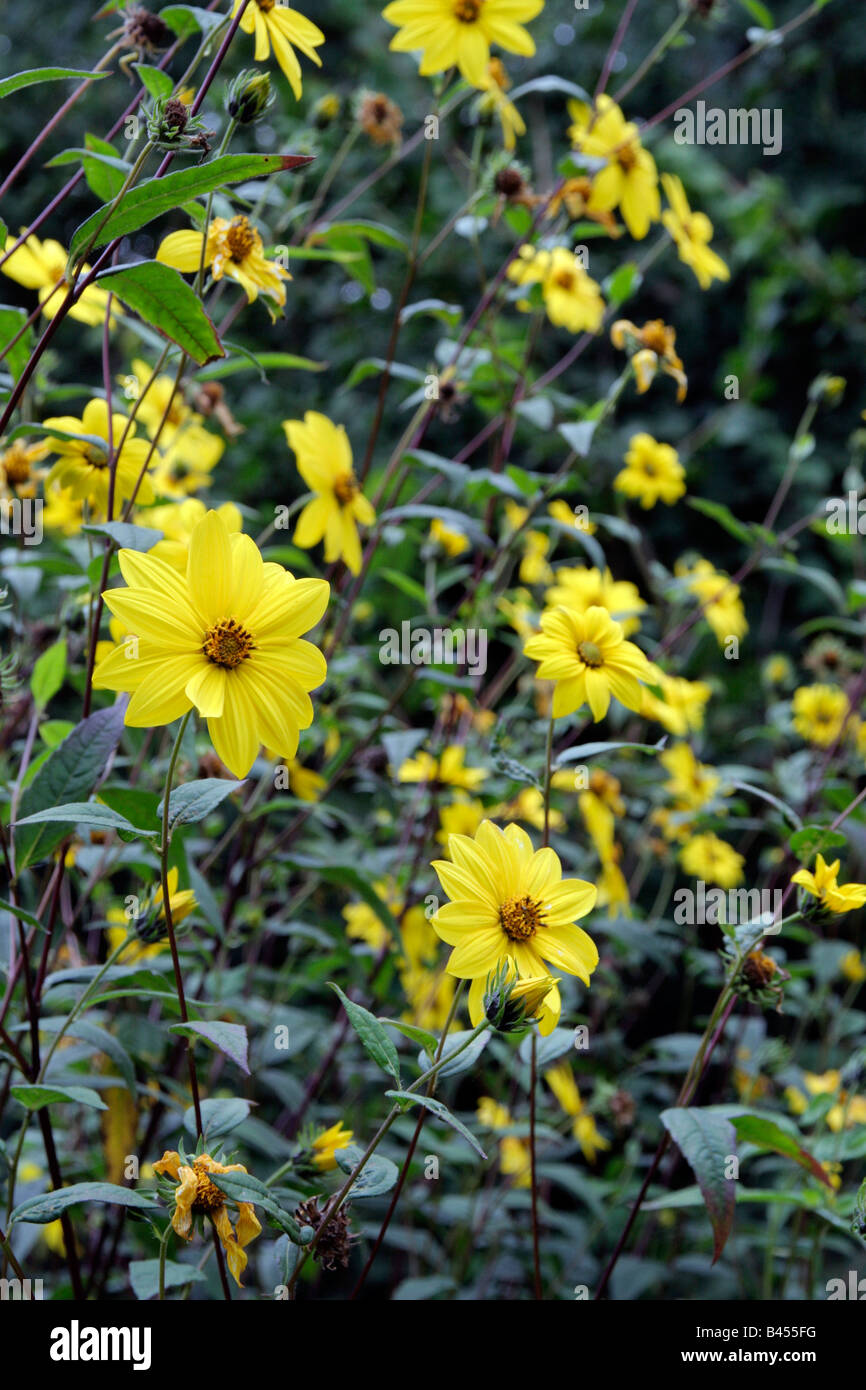 Helianthus microcephalus hi-res stock photography and images - Alamy