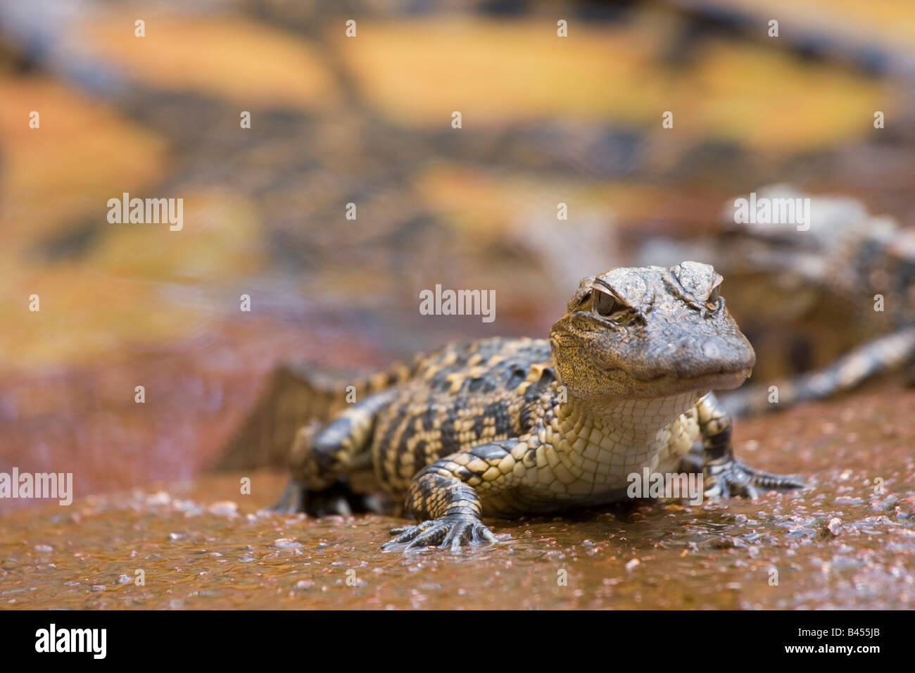 Baby alligator in hatchling tank at alligator farm, Florida Everglades ...