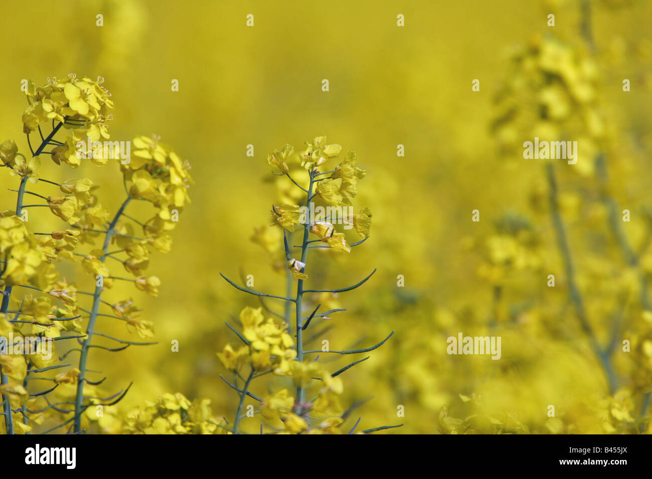 fields of yellow rape seed Stock Photo - Alamy
