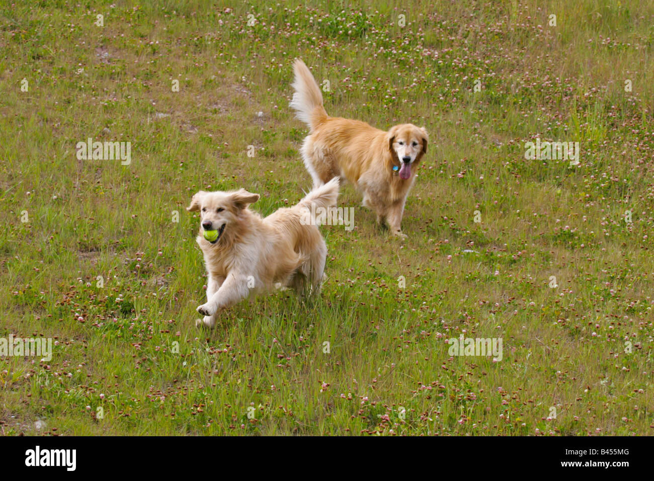 Golden Retrievers playing Stock Photo - Alamy