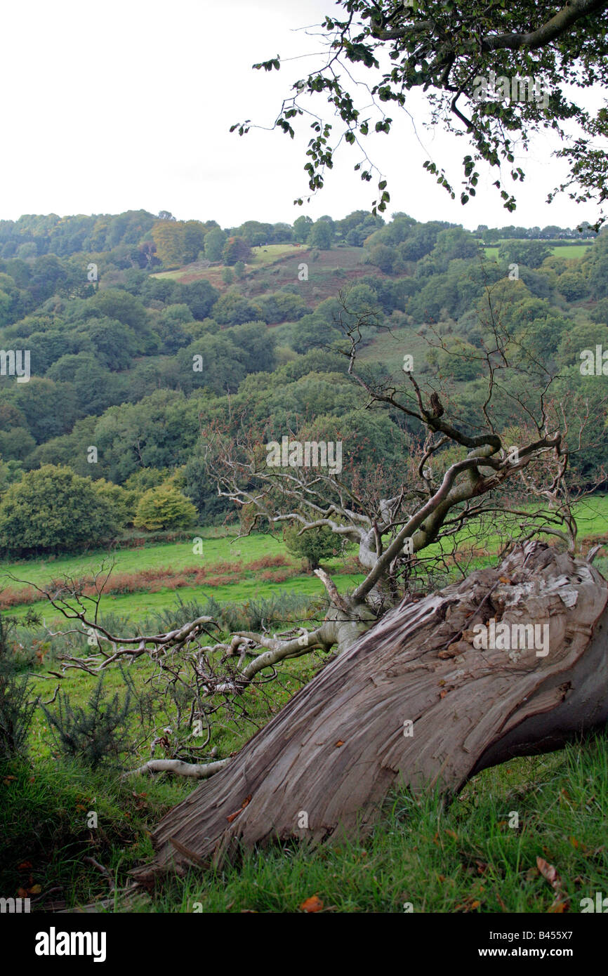 BLACKDOWN HILLS NEAR BUCKLAND ST MARY SOMERSET Stock Photo - Alamy