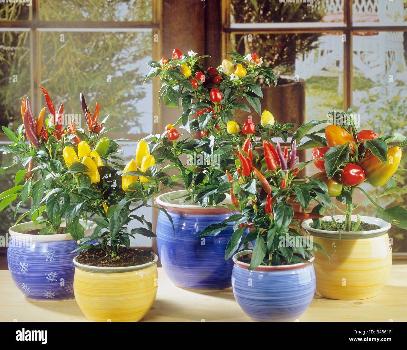 Chilli plants windowsill hi-res stock photography and images - Alamy