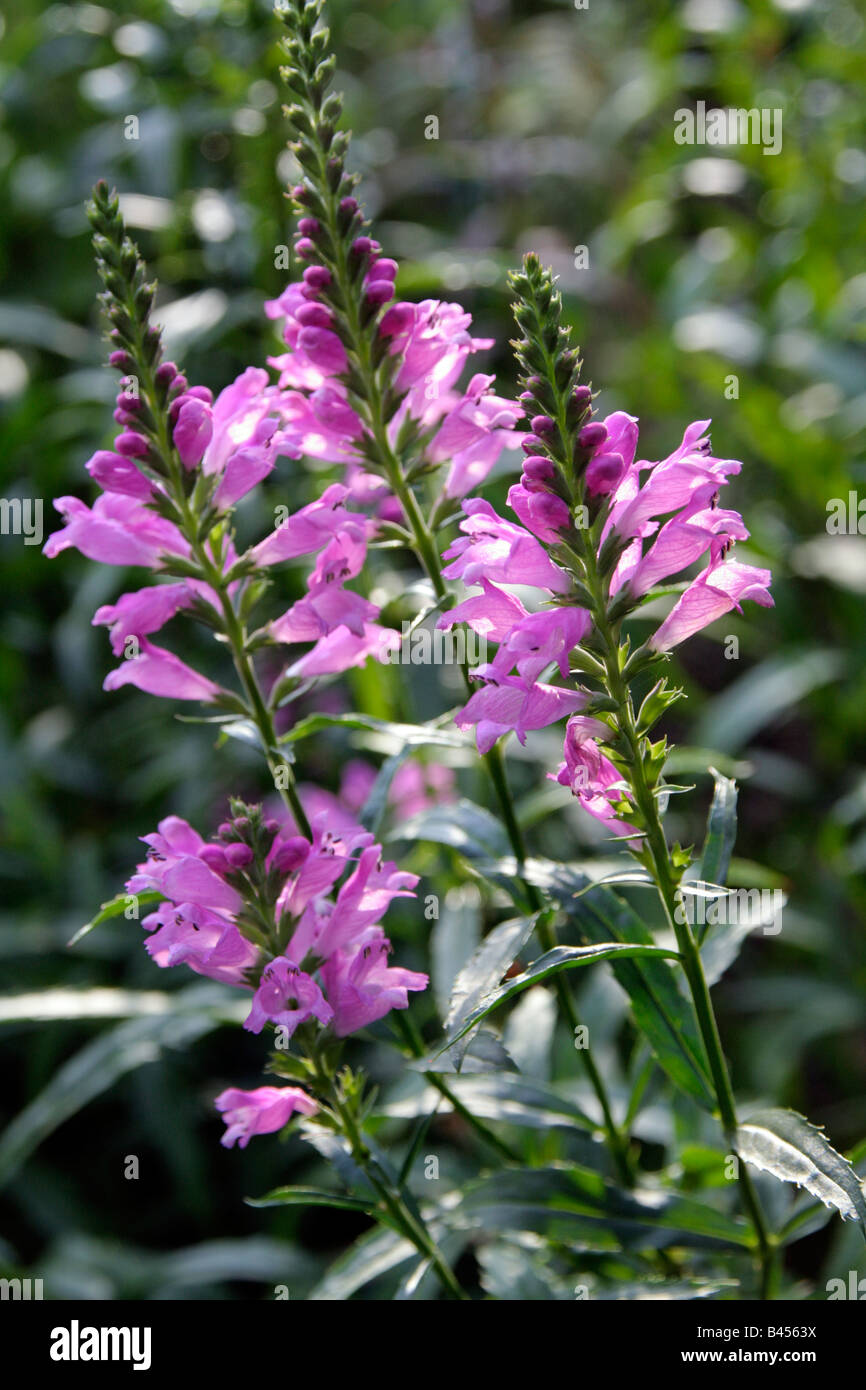 Physostegia virginiana hi-res stock photography and images - Alamy