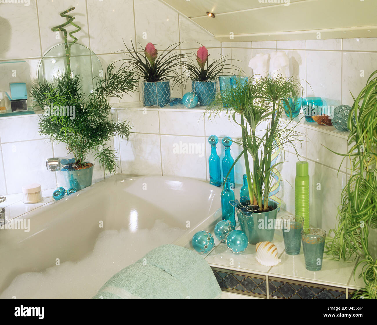 Cyperus papyrus indoor hi-res stock photography and images - Alamy