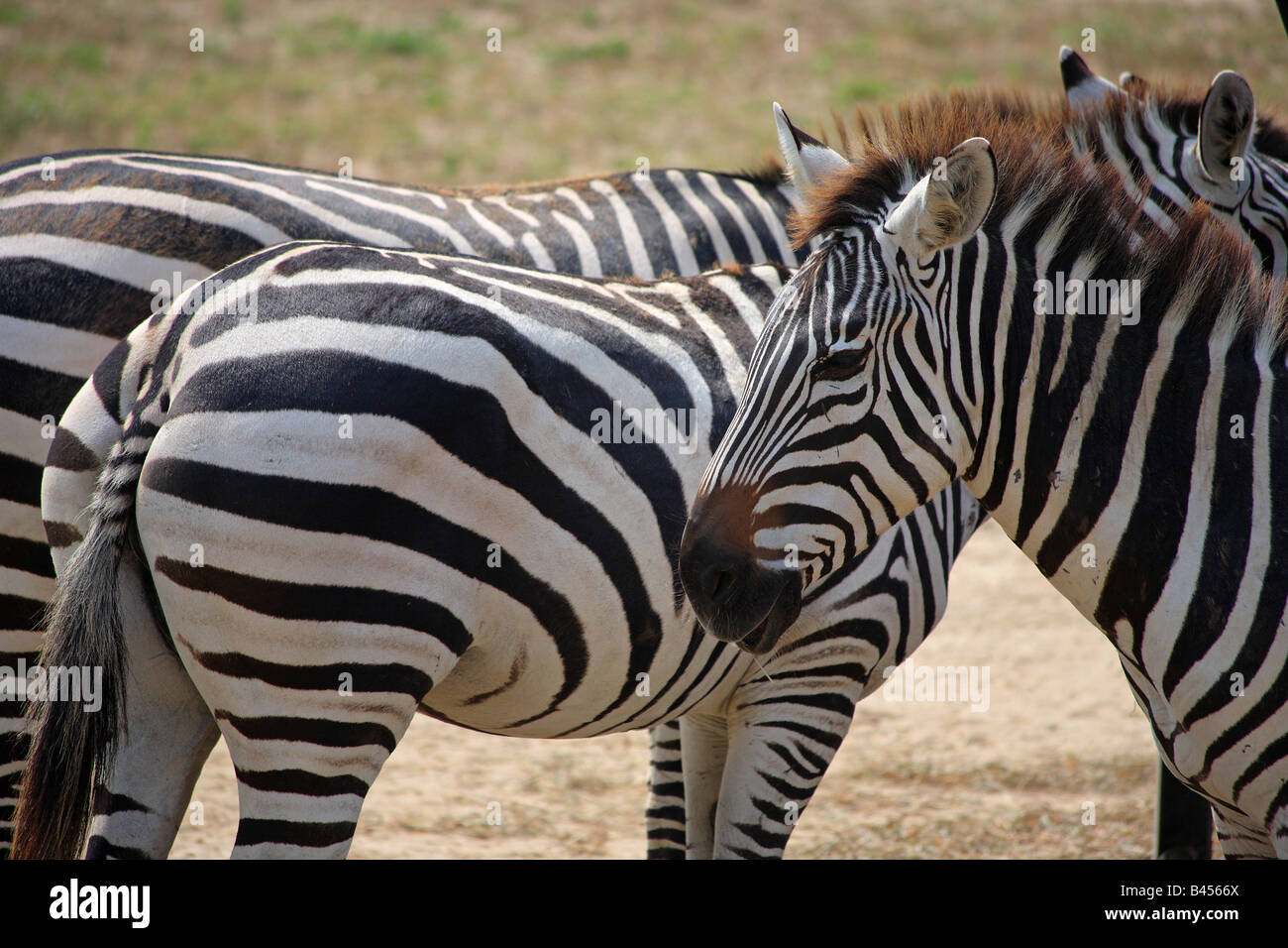 Three zebras in the Philadelphia Zoo in Pennsylvania Stock Photo - Alamy