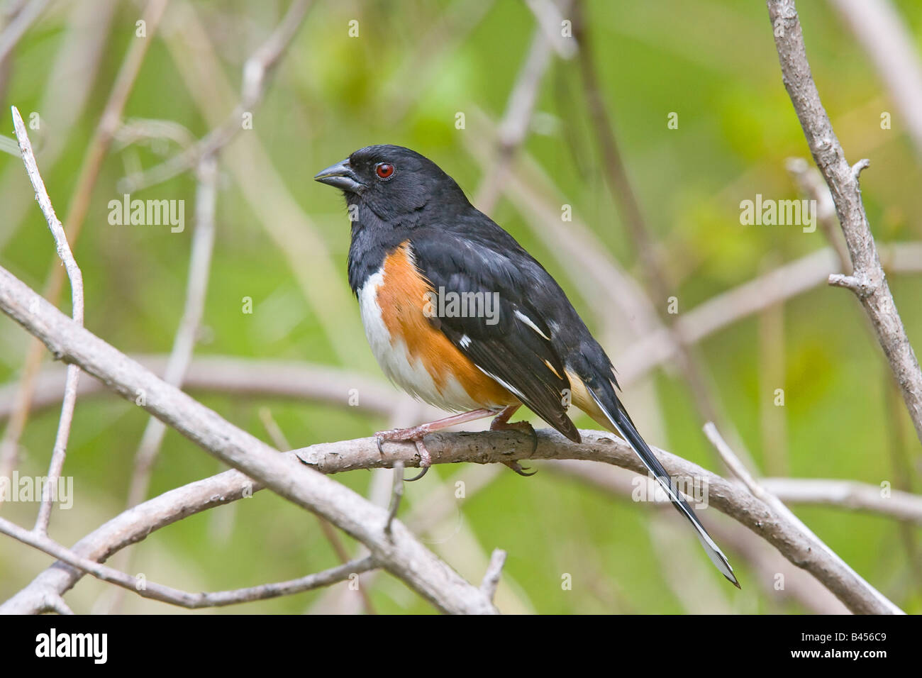 Eastern Towhee Pipilo erythrophthalmus Blue Ridge Parkway North ...