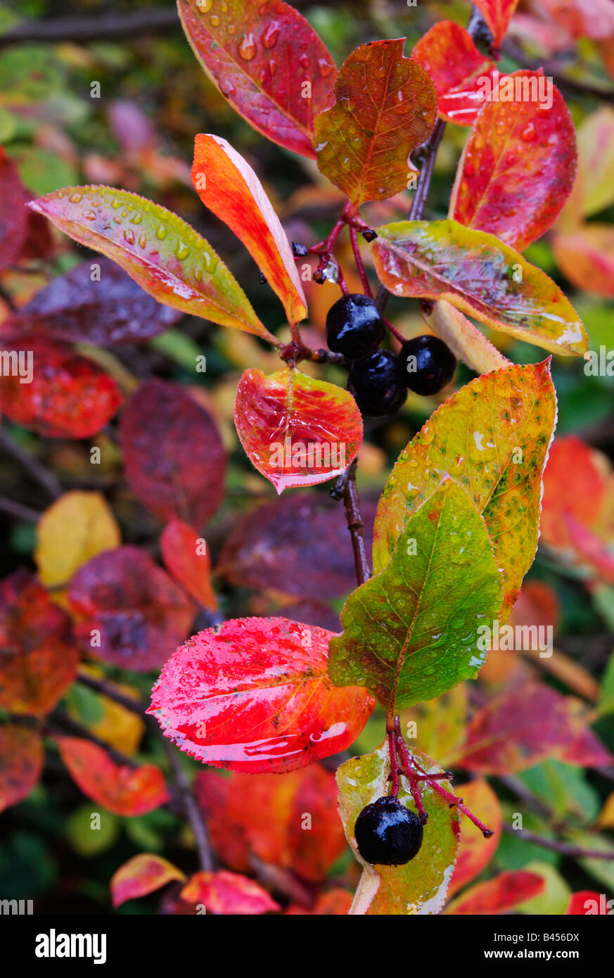 Aronia Stock Photos & Aronia Stock Images - Alamy