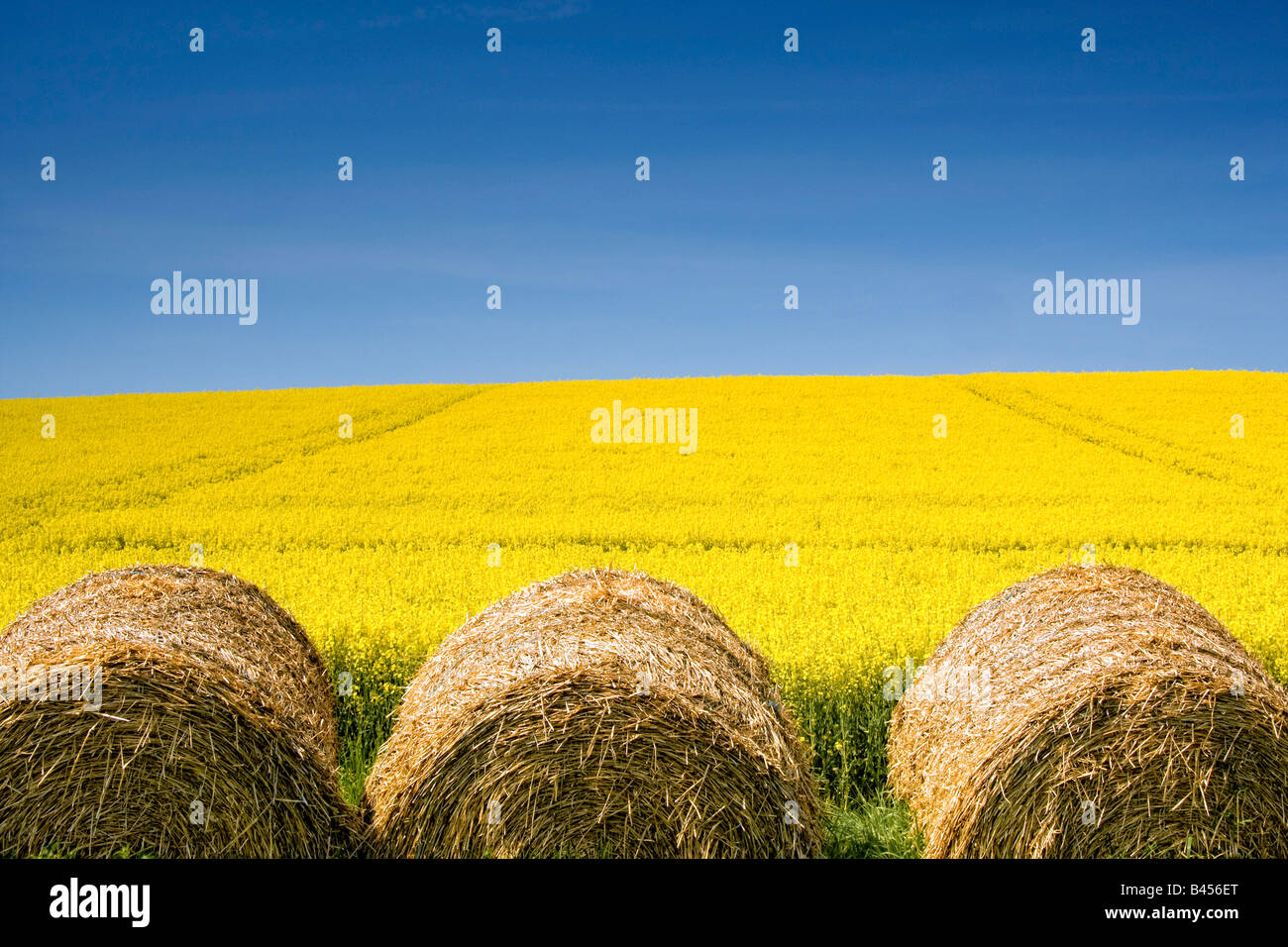 Hay bales and canola field, North Yorkshire, England Stock Photo - Alamy