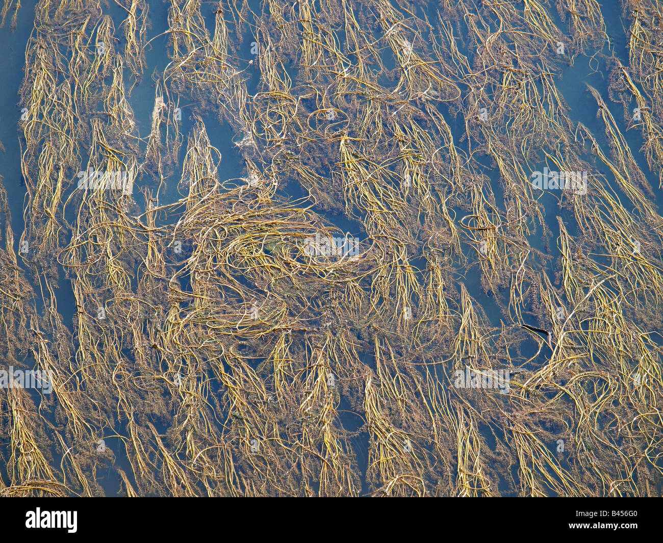 river with plants Stock Photo - Alamy