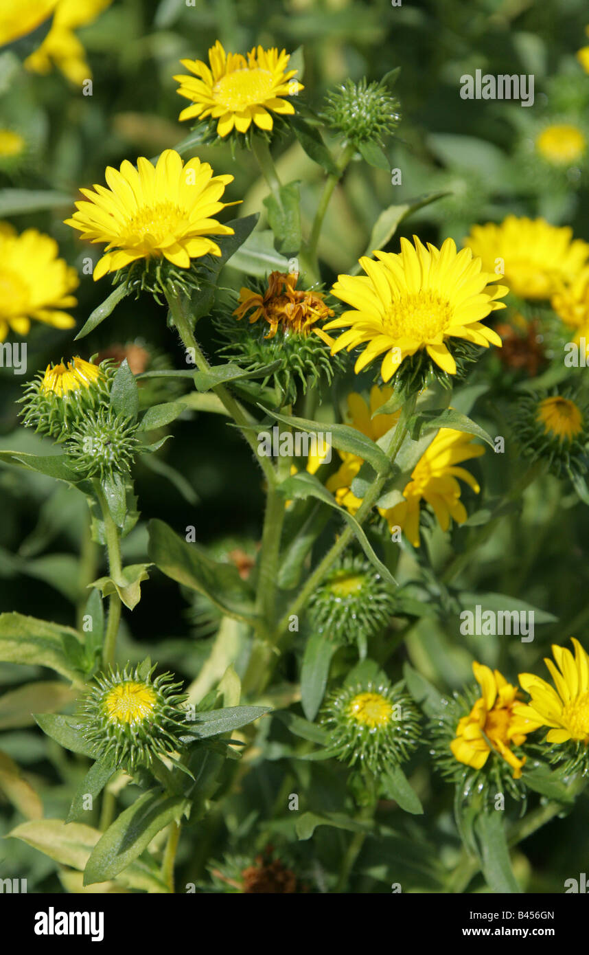 Gum Plant, Grindelia robusta Asteraceae, California, USA Stock Photo ...