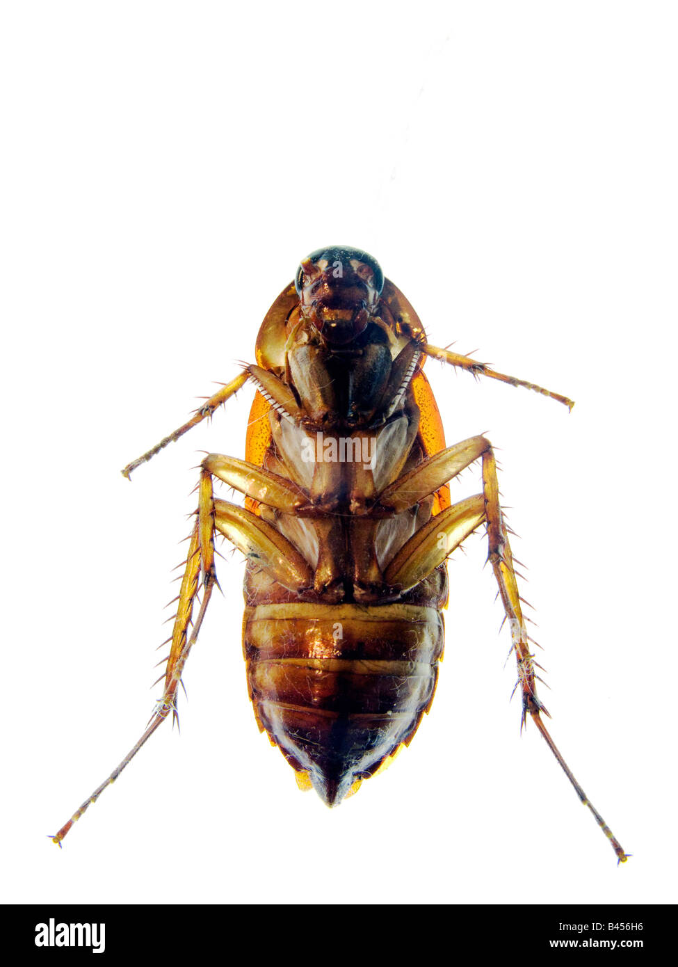 Cockroach And Close Up High Resolution Stock Photography and Images - Alamy