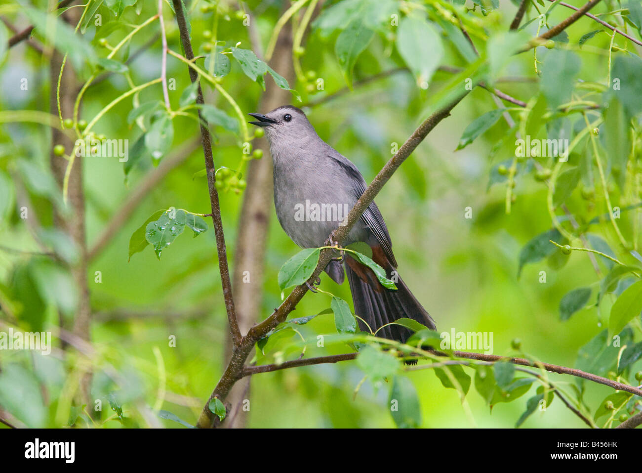 Catbird environment hi-res stock photography and images - Alamy