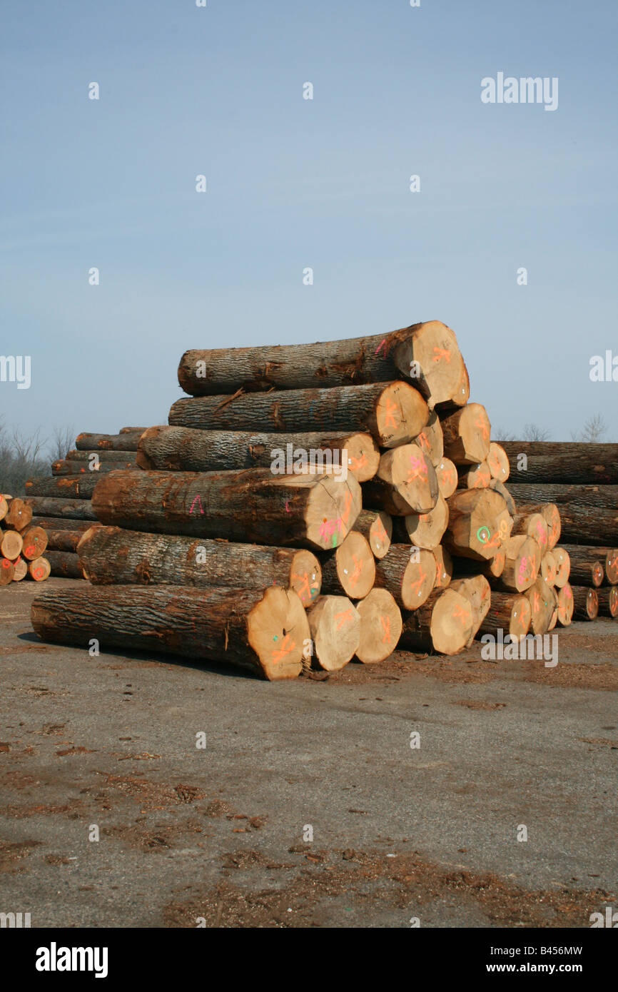 Stacked Cut trees at Lumberyard USA Stock Photo - Alamy