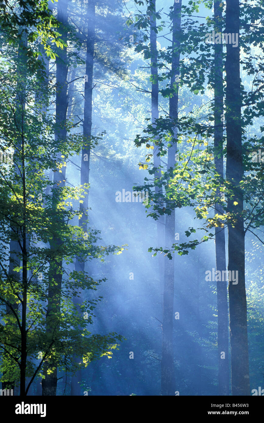 Light Rays filter through forest trees, by Bill Lea/Dembinsky Photo ...