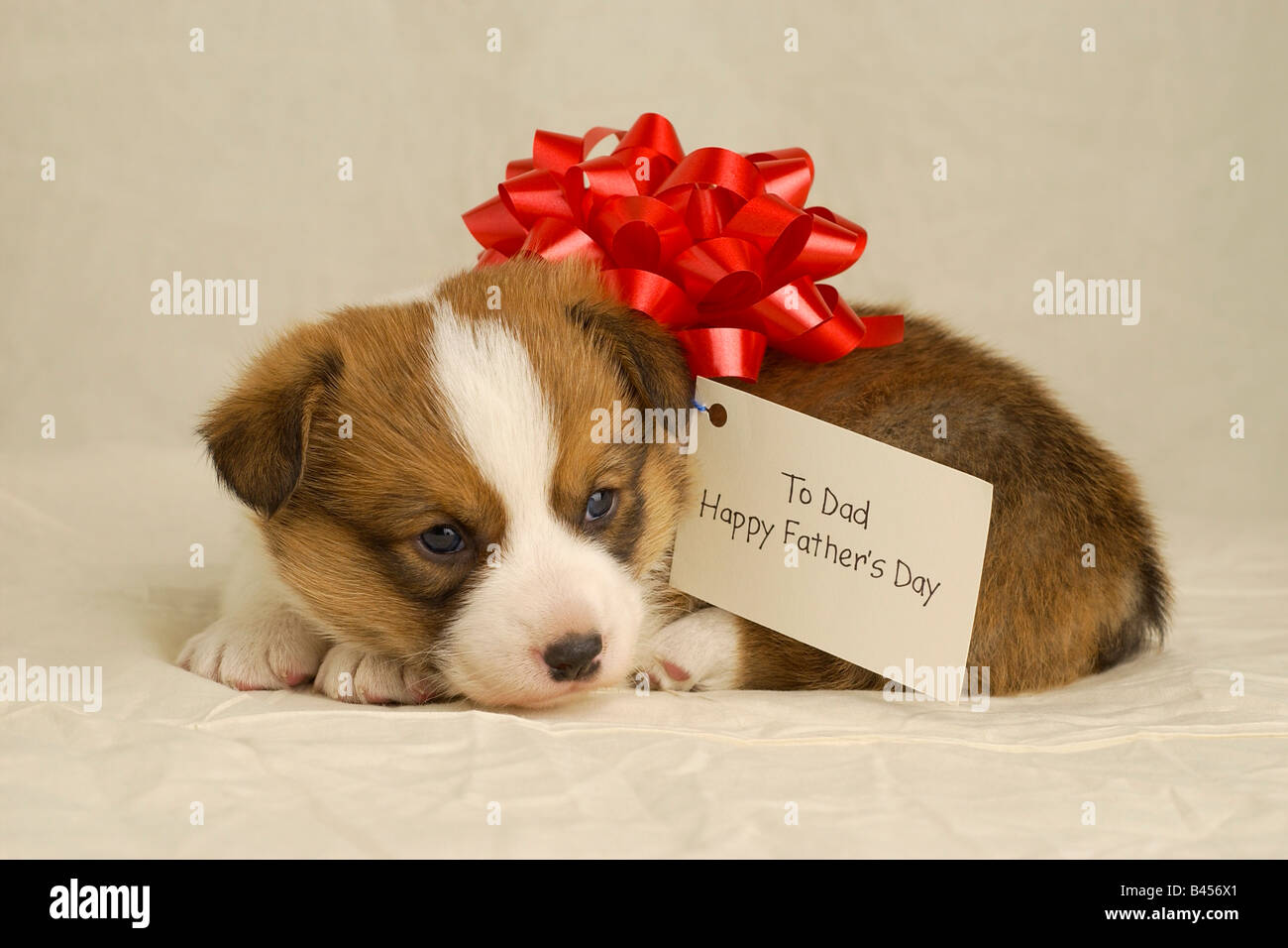 Puppy wearing a red bow Stock Photo - Alamy