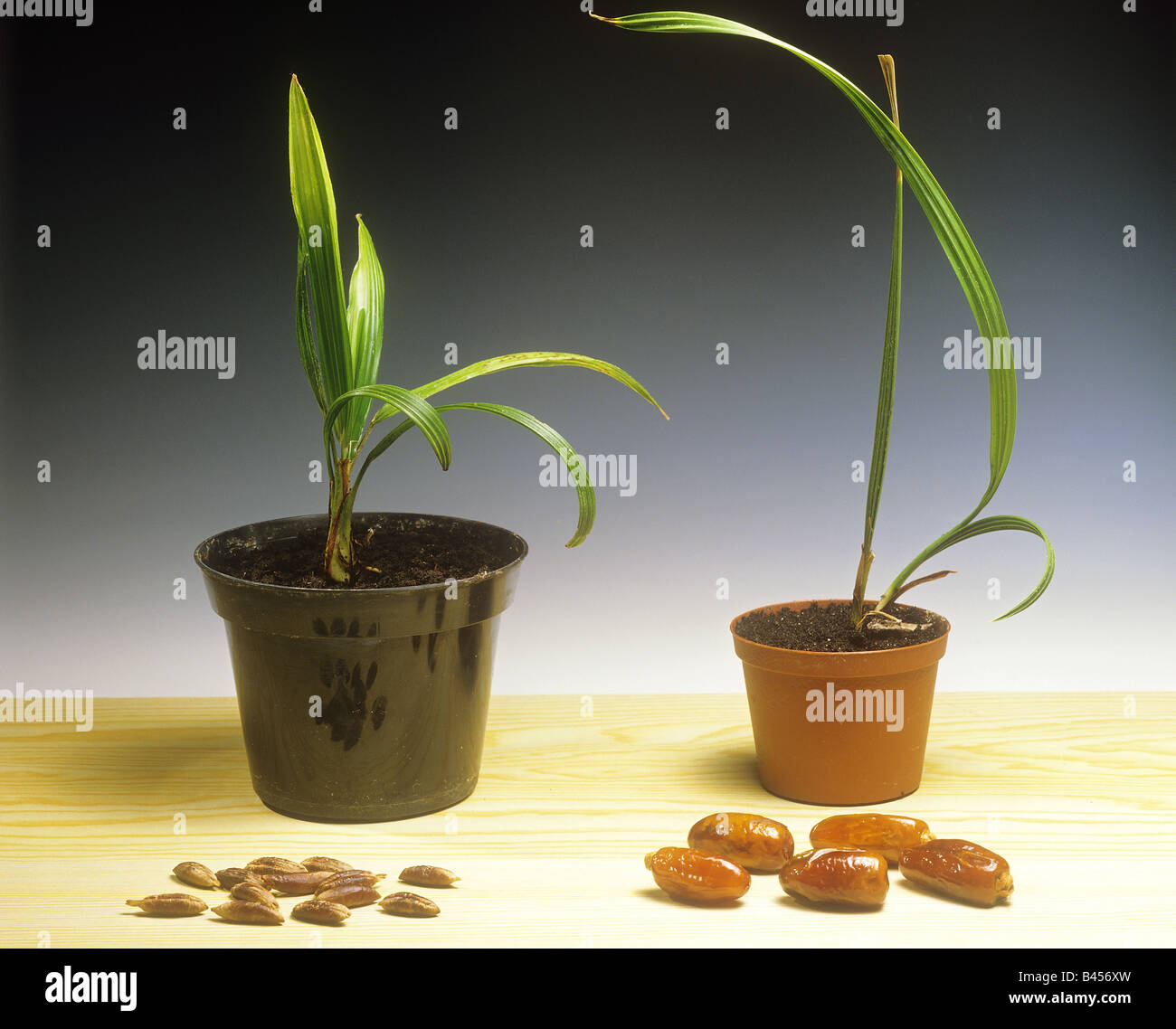 Date stones hi-res stock photography and images - Alamy