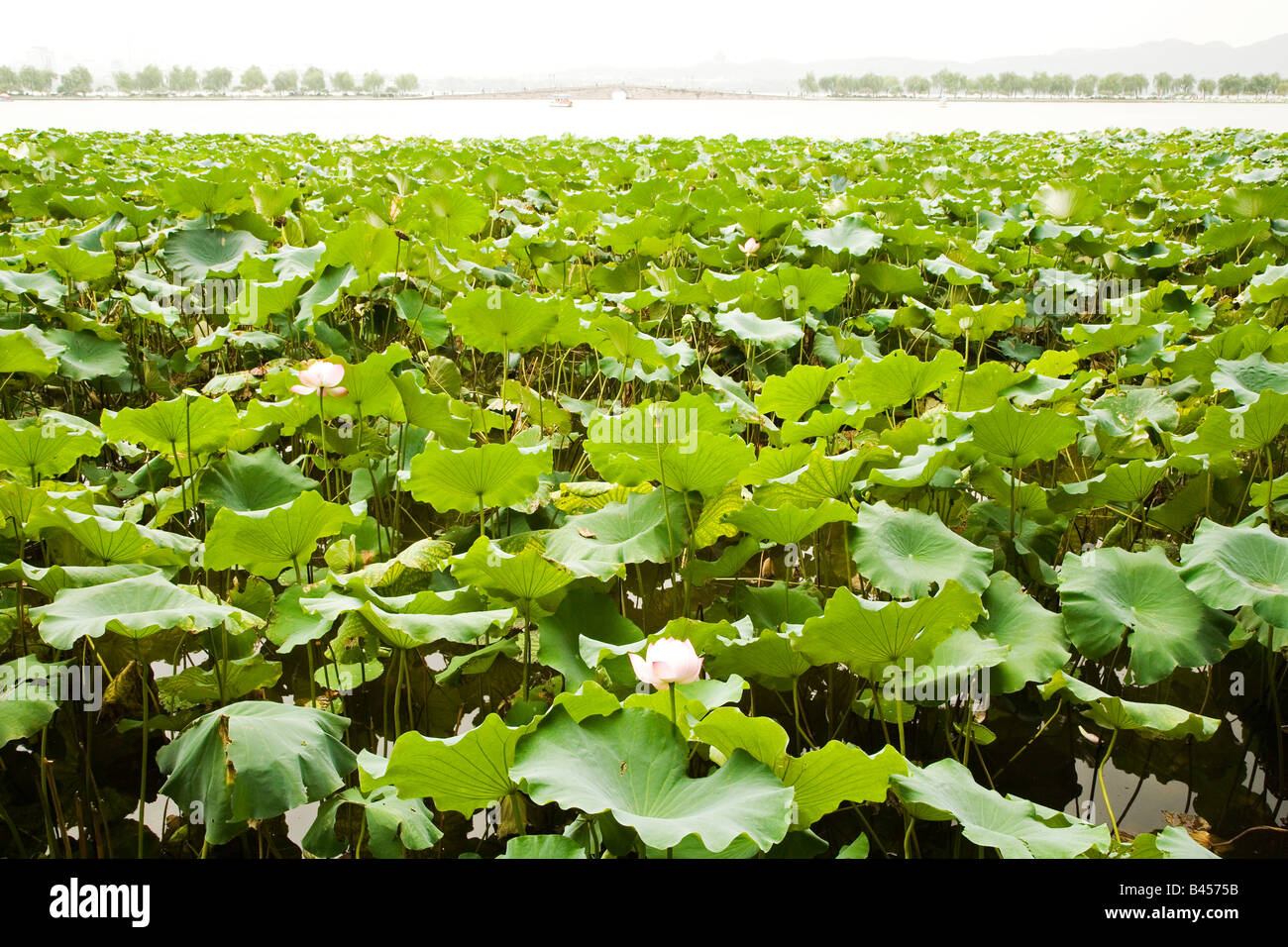 Aquatic plants asia hi-res stock photography and images - Alamy