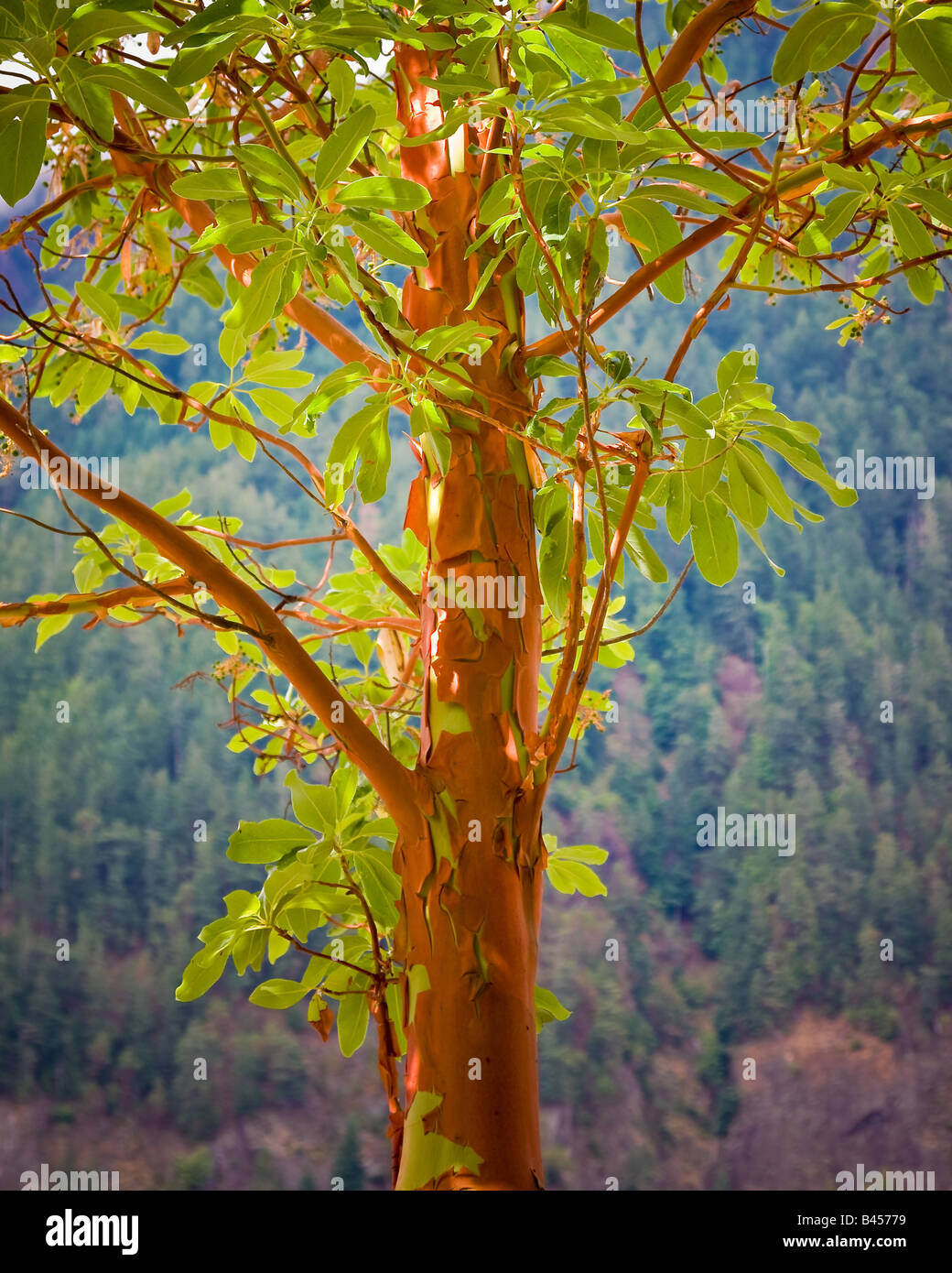 Trunk of madrona tree hi-res stock photography and images - Alamy
