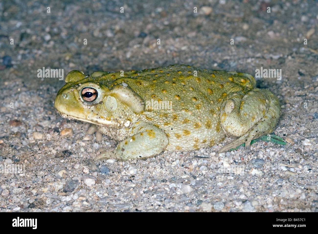 Sonoran Desert Toad Bufo alvarius Tucson ARIZONA United States 22 ...