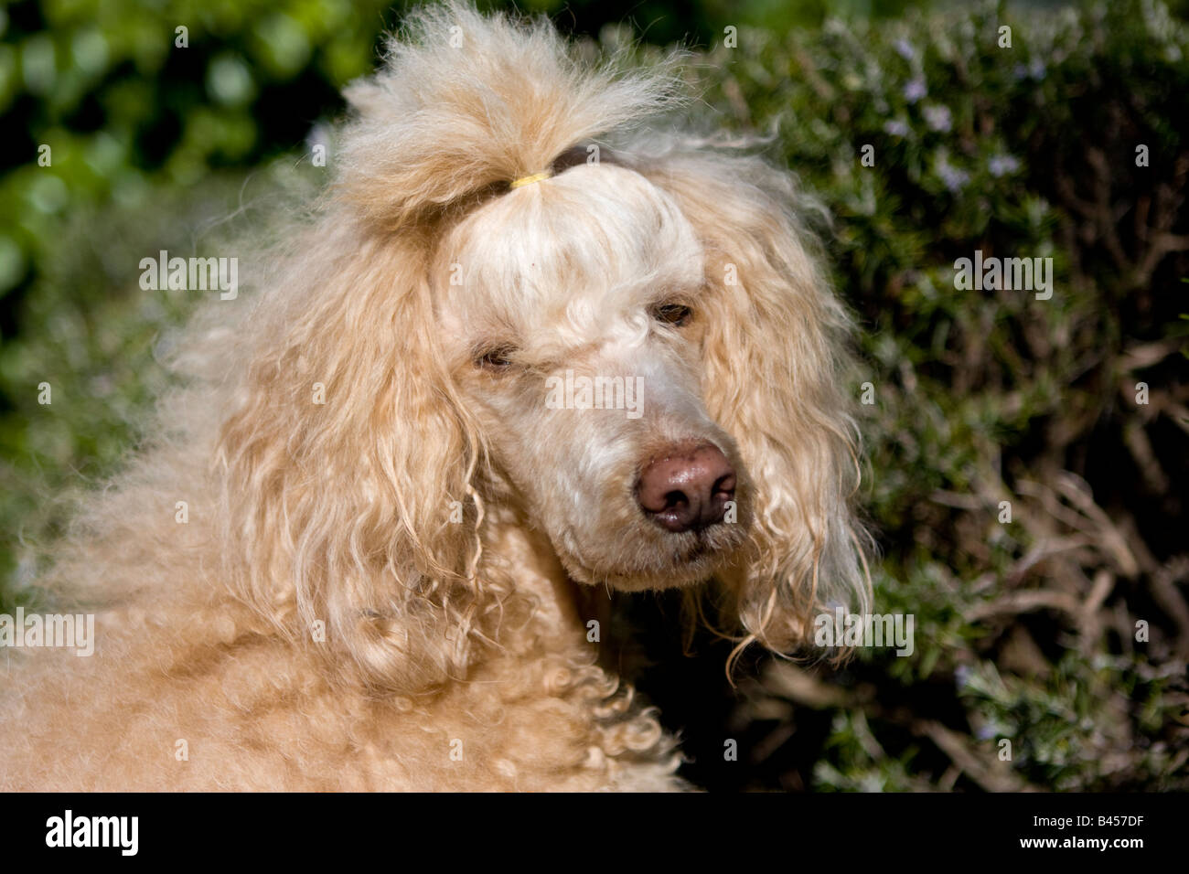 Senior female poodle portrait Stock Photo - Alamy