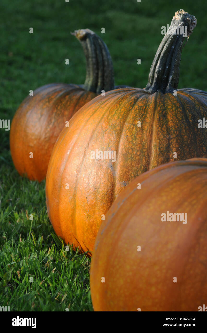 Tom fox hi-res stock photography and images - Alamy