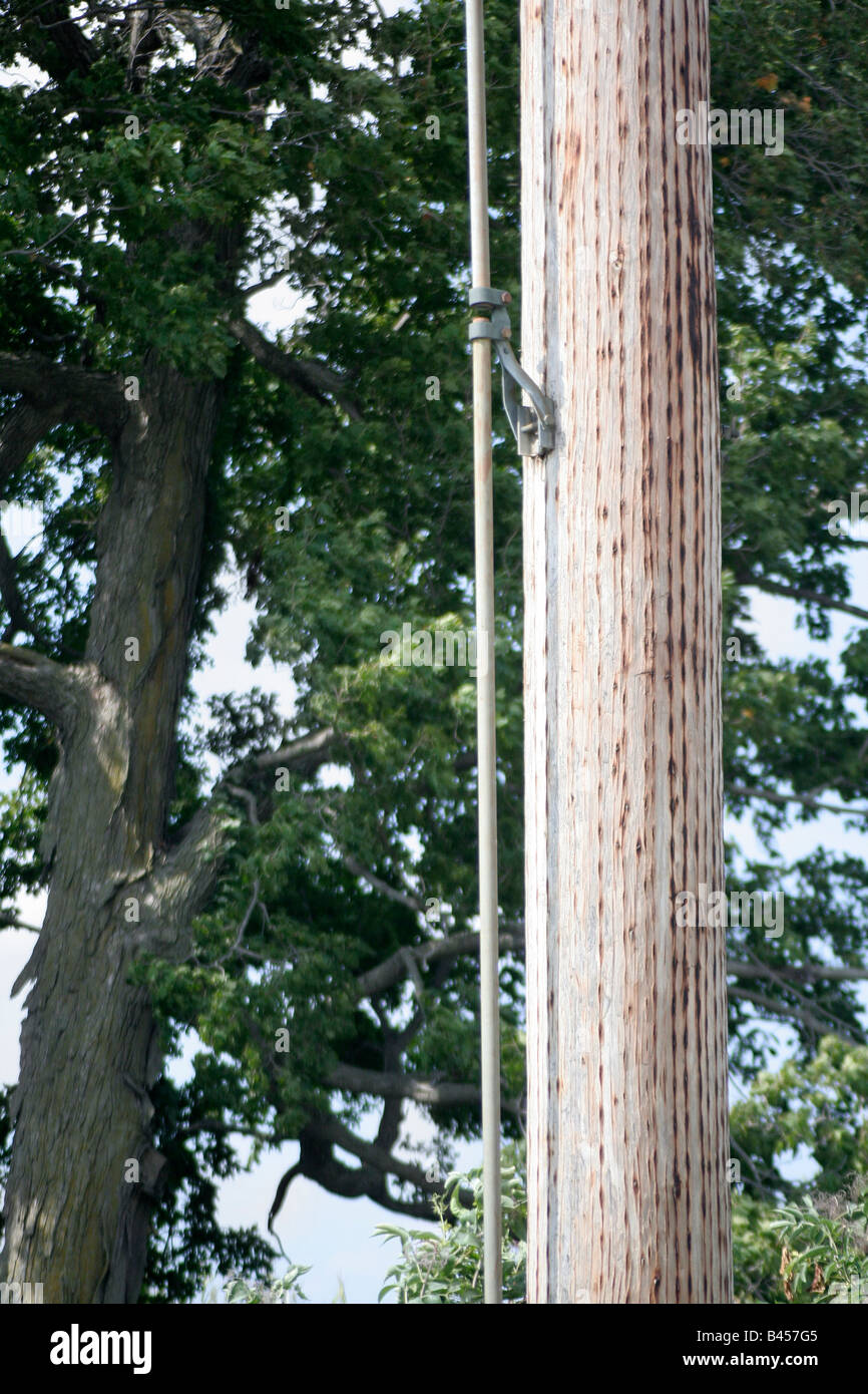 Wooden electric pole (dead) with (alive) oak tree in background Stock ...