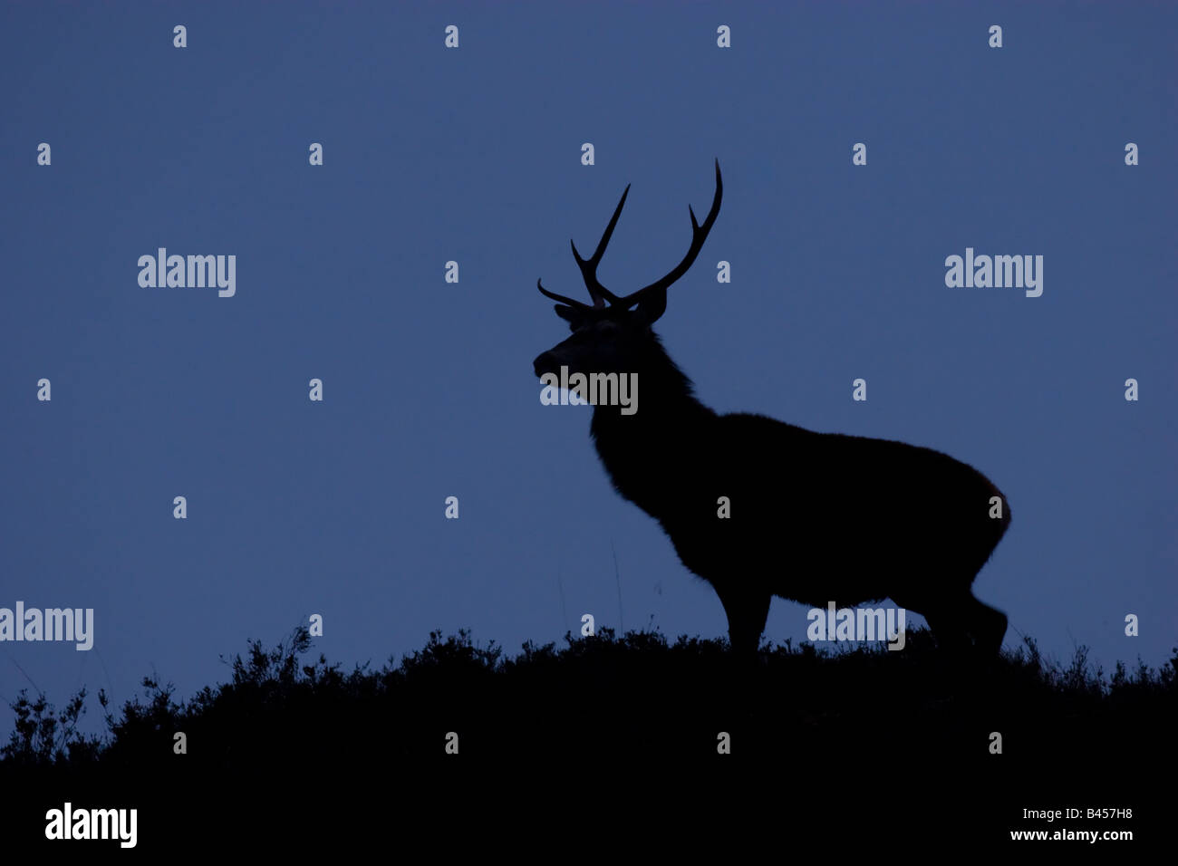 Deer night scotland hi-res stock photography and images - Alamy