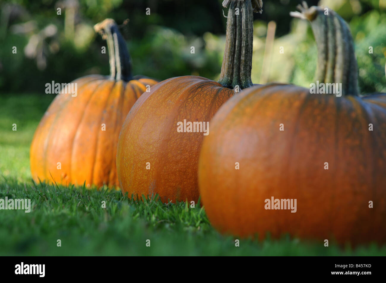 Tom Fox pumpkins in an English garden Stock Photo - Alamy