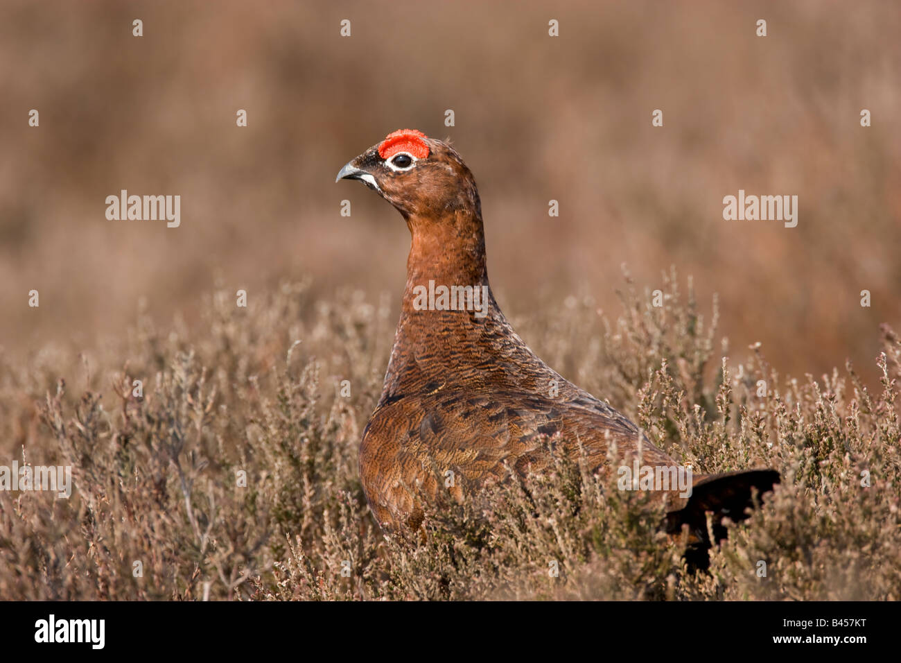 Male Red Grouse Lagopus lagopus with head and body above heather in ...