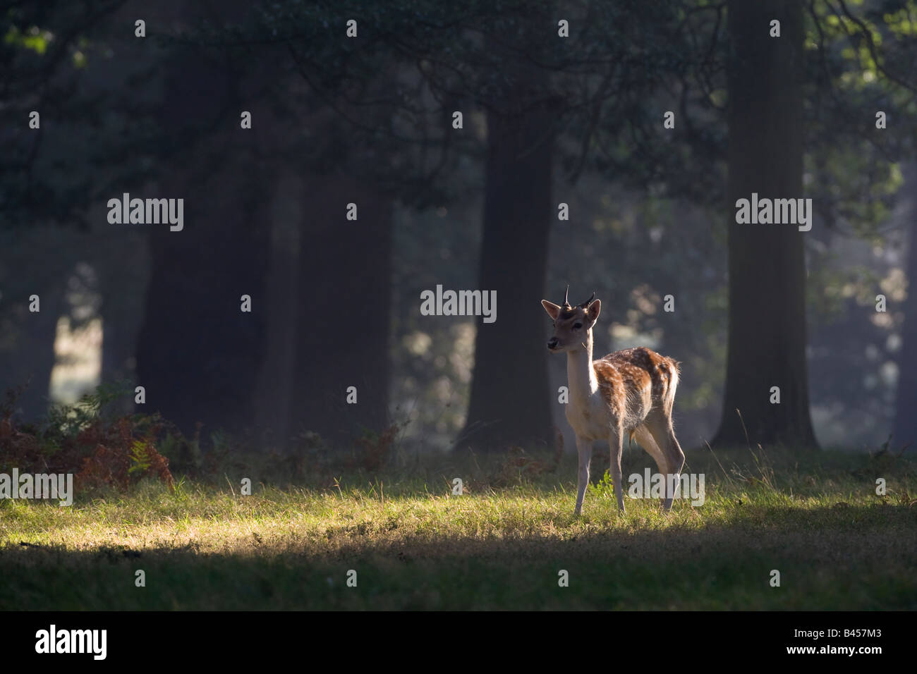 Juvenile buck Fallow Deer Dama dama stands in dappled sunlit woodland ...
