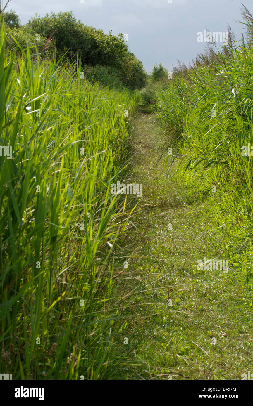 Wetland path hi-res stock photography and images - Alamy
