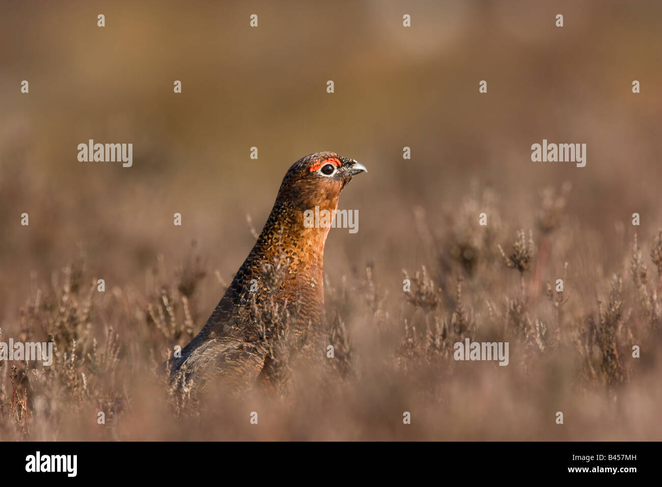 Red grouse derbyshire hi-res stock photography and images - Alamy