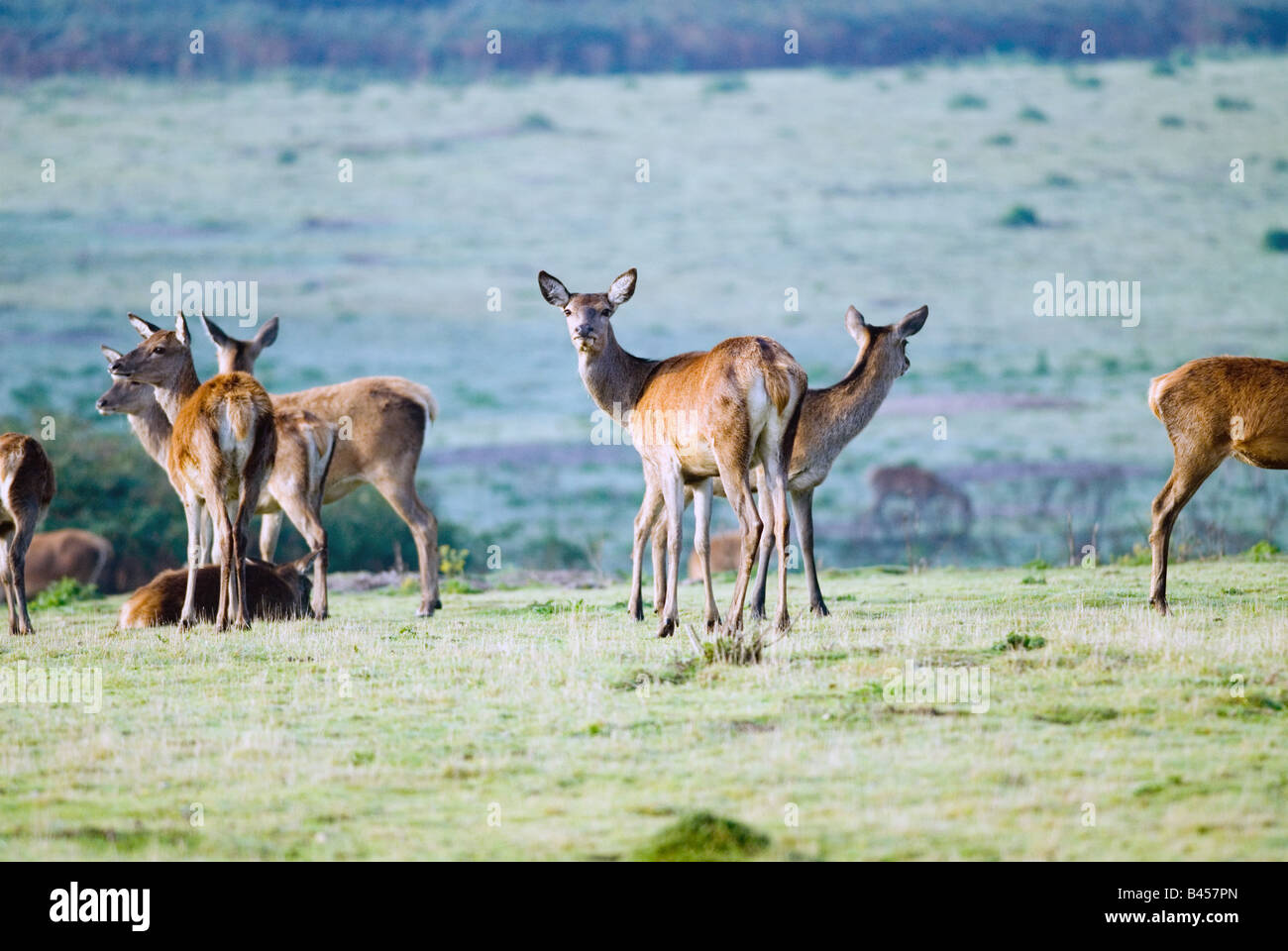 Red deer in the rut Stock Photo - Alamy