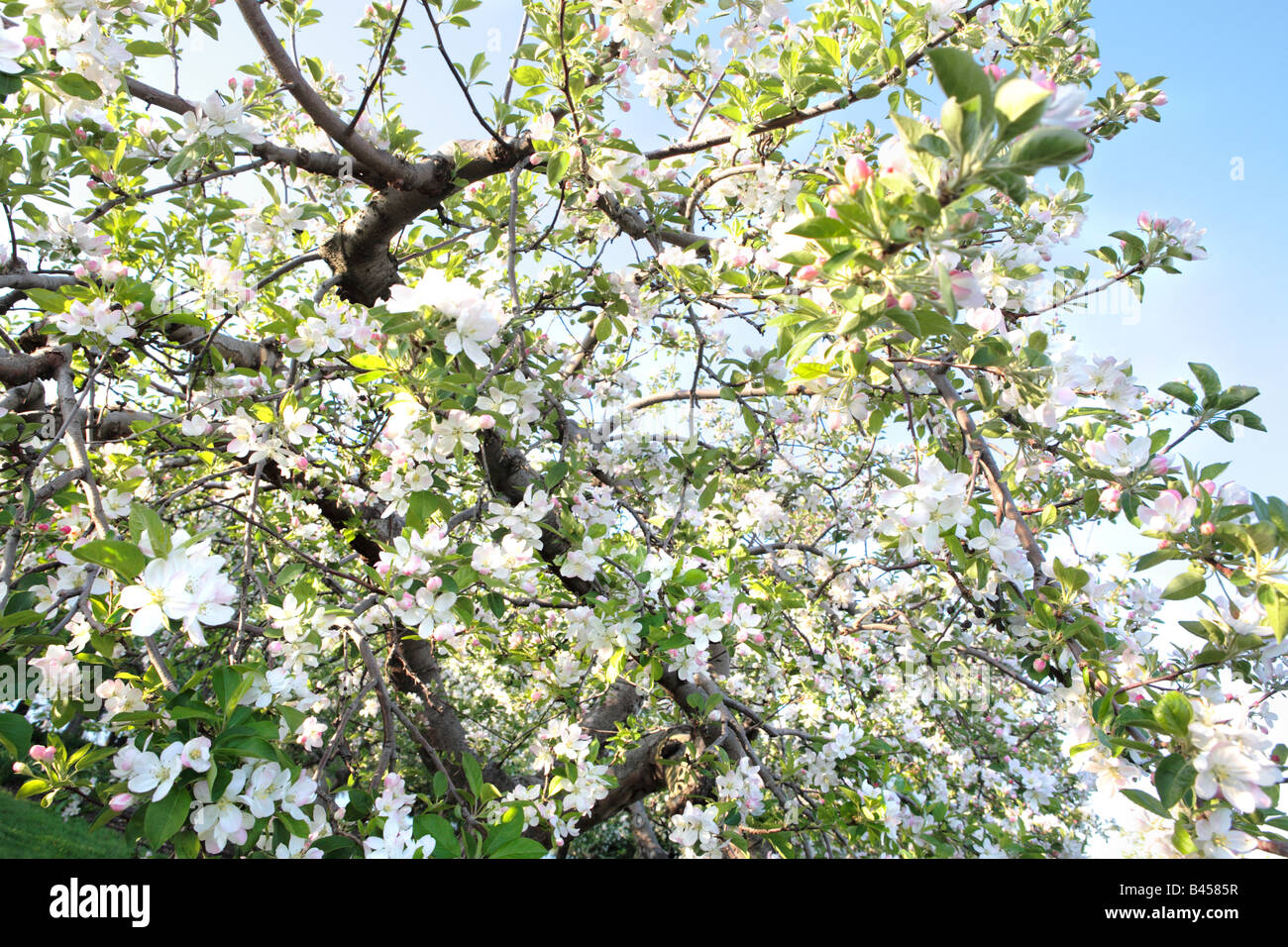 Flowering trees in spring beginning hi-res stock photography and images ...