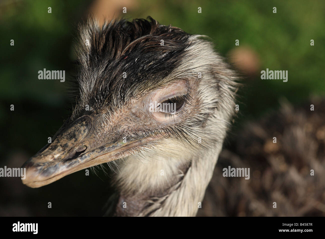 close up shot of a rhea Stock Photo - Alamy