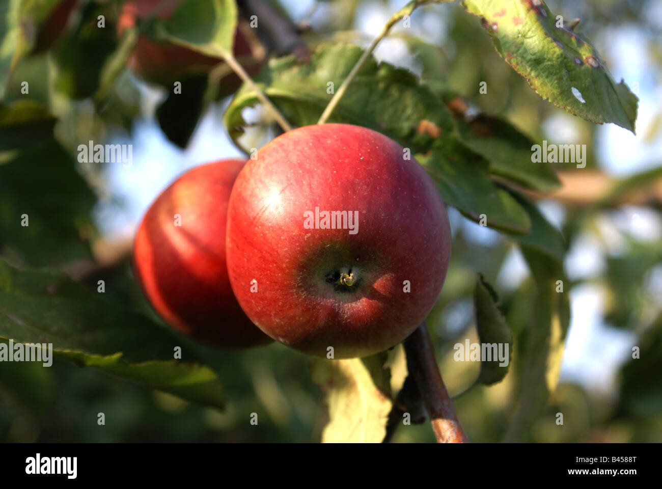 Two red apples hi-res stock photography and images - Alamy