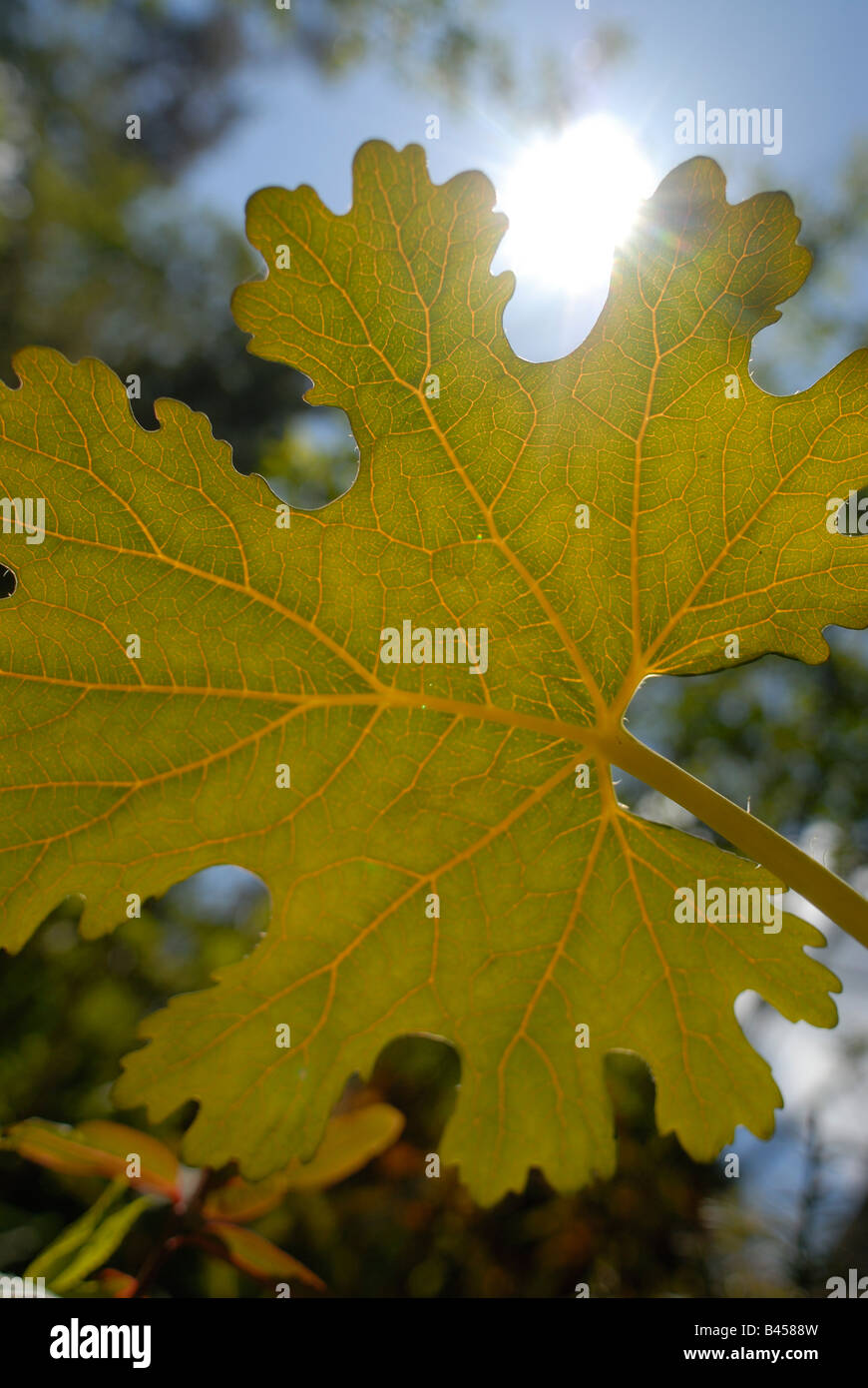 leaf in spring Stock Photo - Alamy