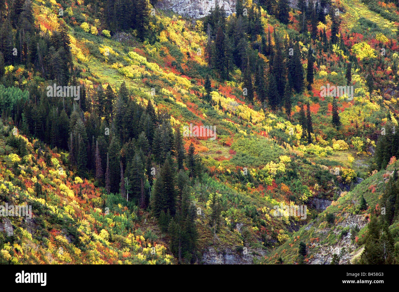 fall trees changing colors Stock Photo - Alamy