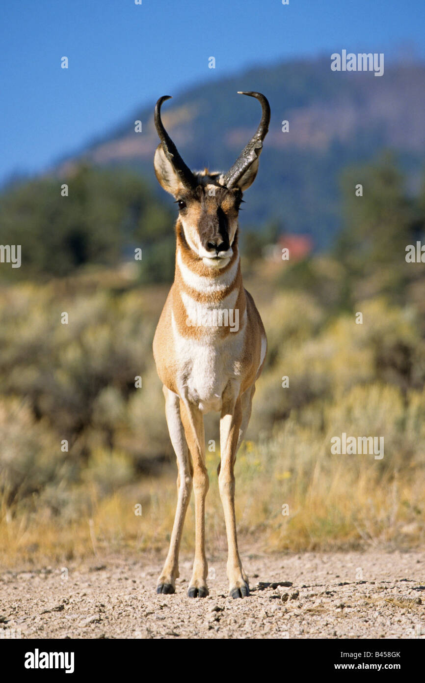 Pronghorn Antilocapra americana standing on a track in the sage brush ...
