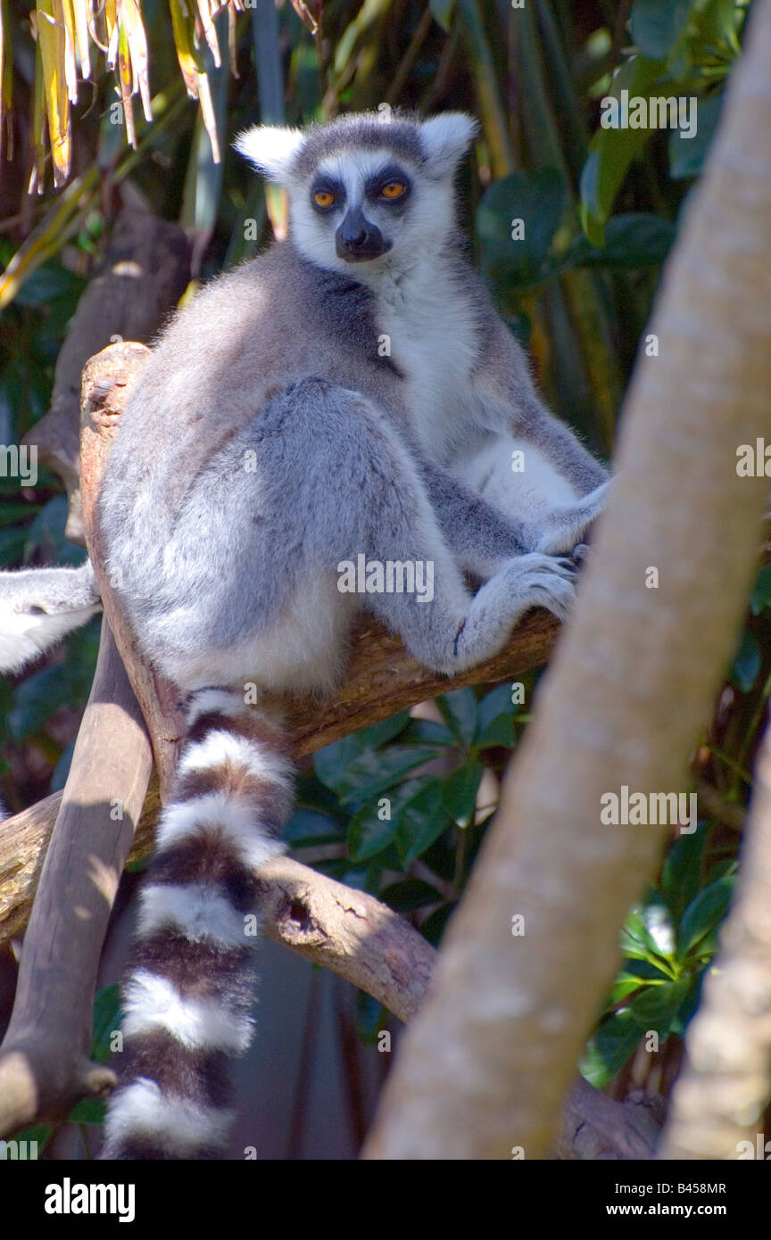 Ring tailed Lemur Stock Photo - Alamy