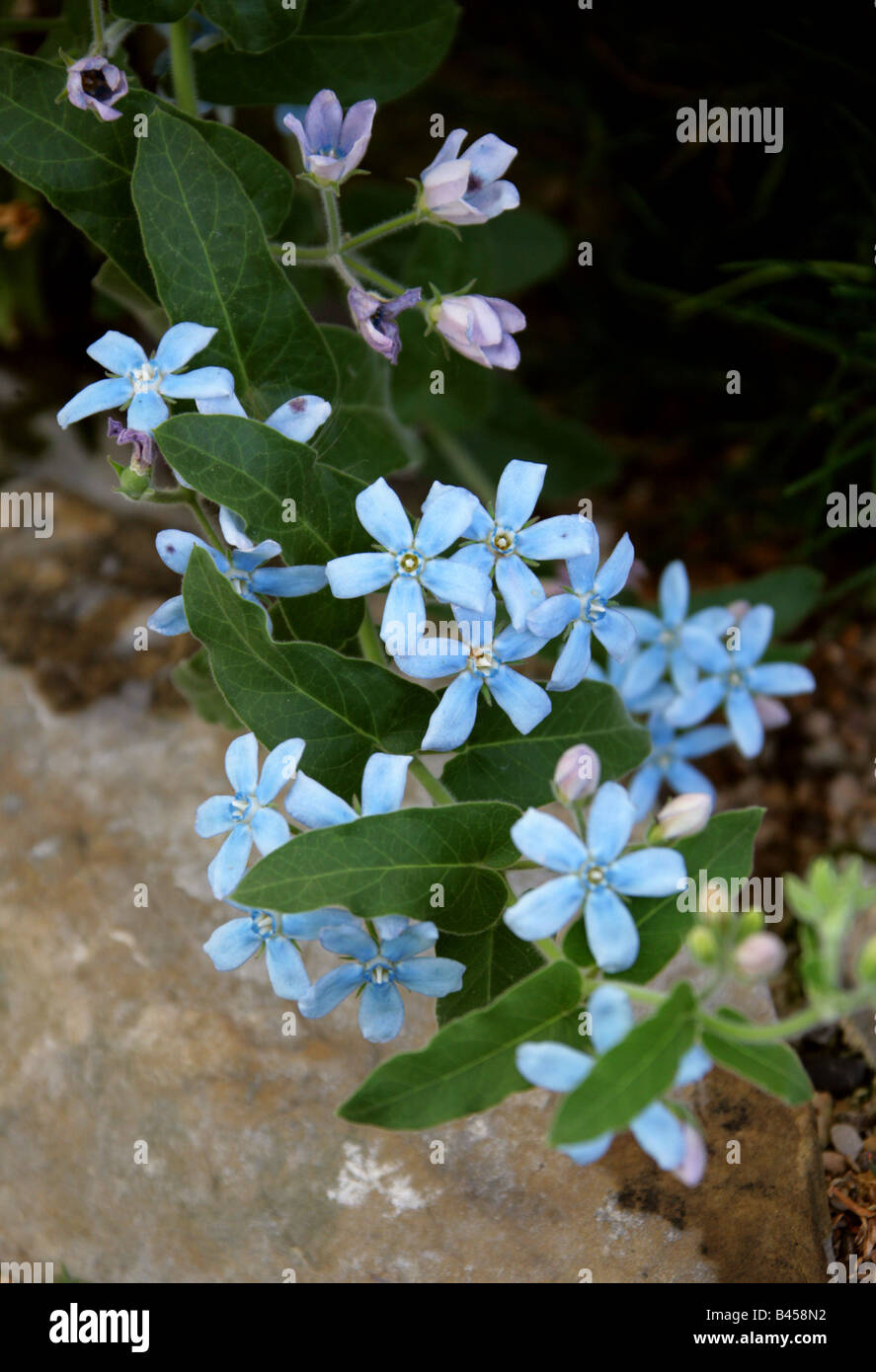 Tweedia caerulea hi-res stock photography and images - Alamy