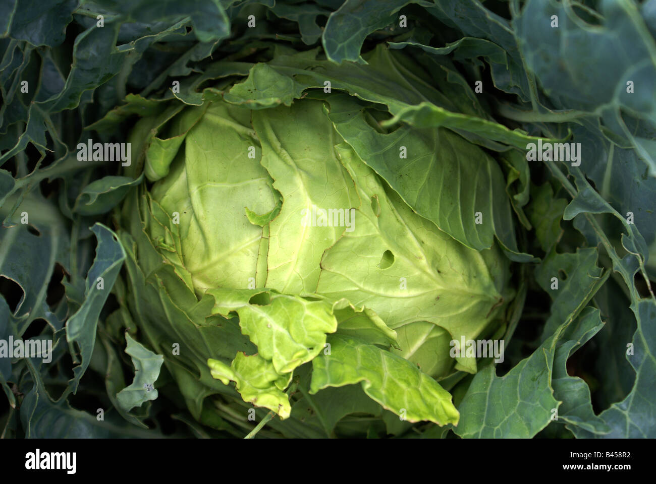 Vegetable layer hi-res stock photography and images - Alamy