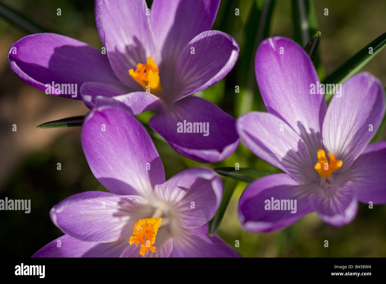 crocus - blossoms / Crocus Stock Photo - Alamy