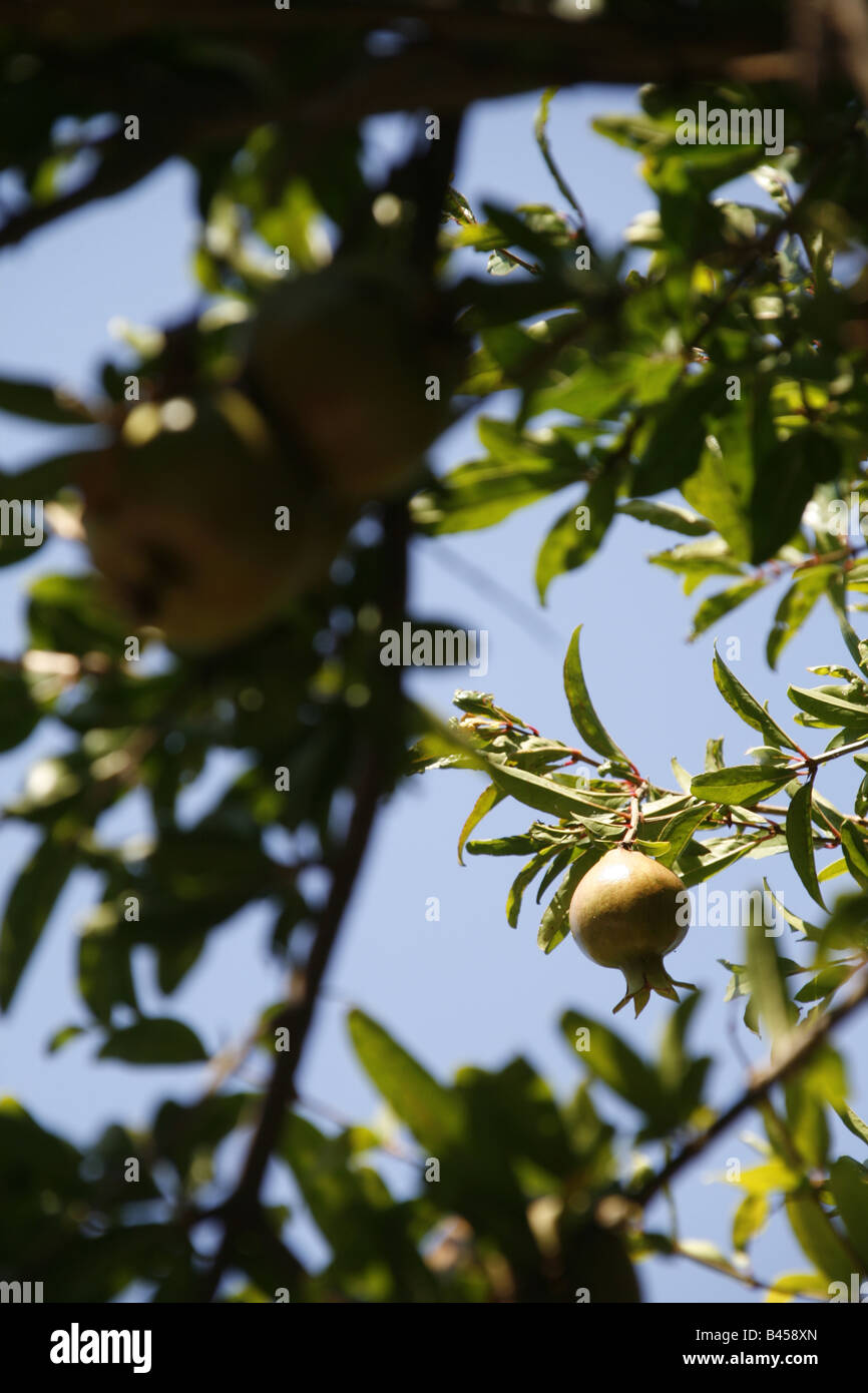 one single pomegranate growing on tree Stock Photo - Alamy