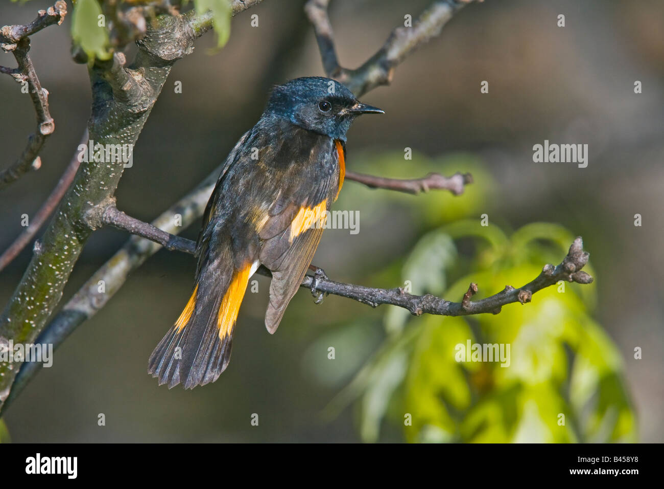 American Redstart Setophaga ruticilla Stock Photo - Alamy
