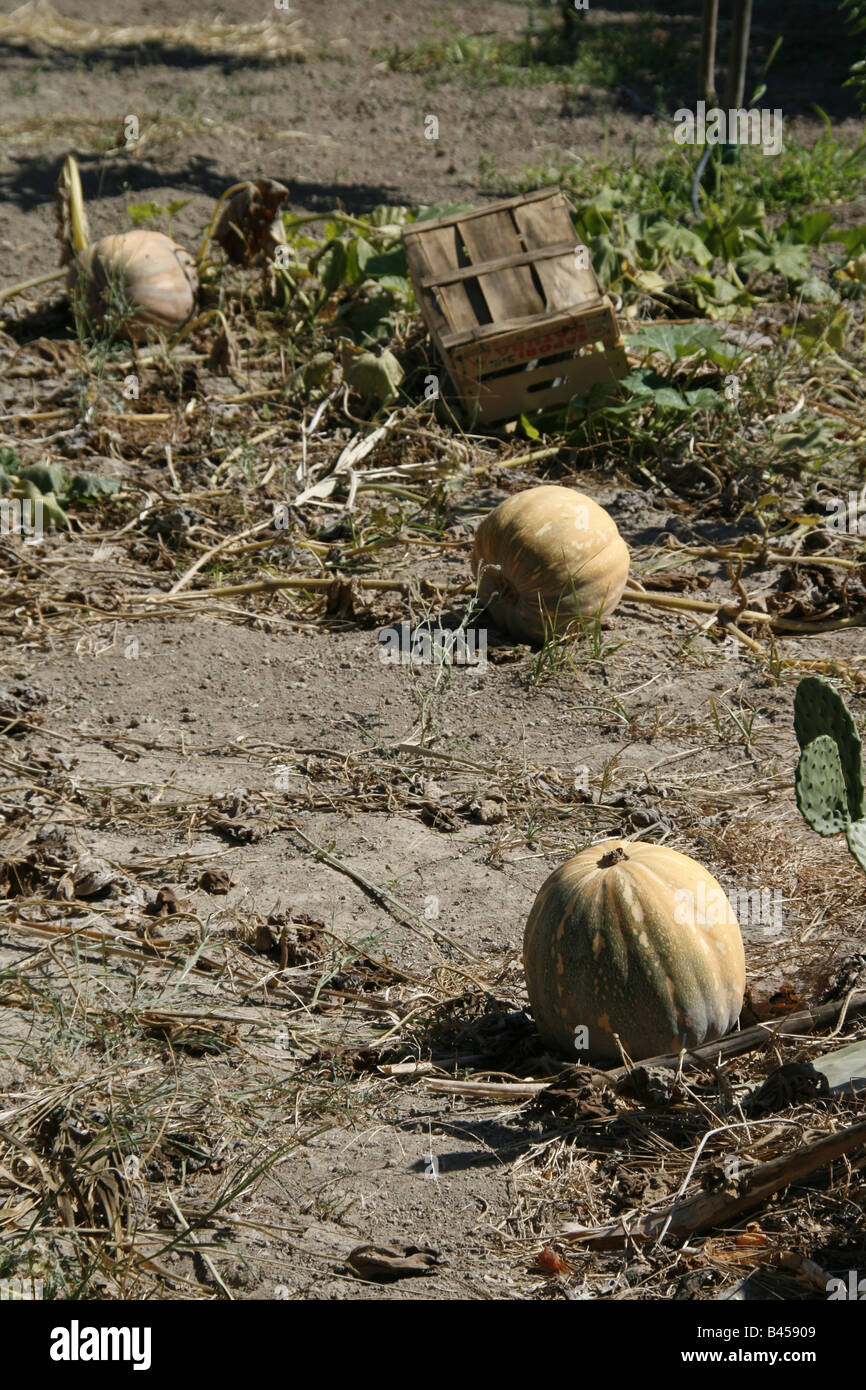 pumpkins growing in field Stock Photo - Alamy