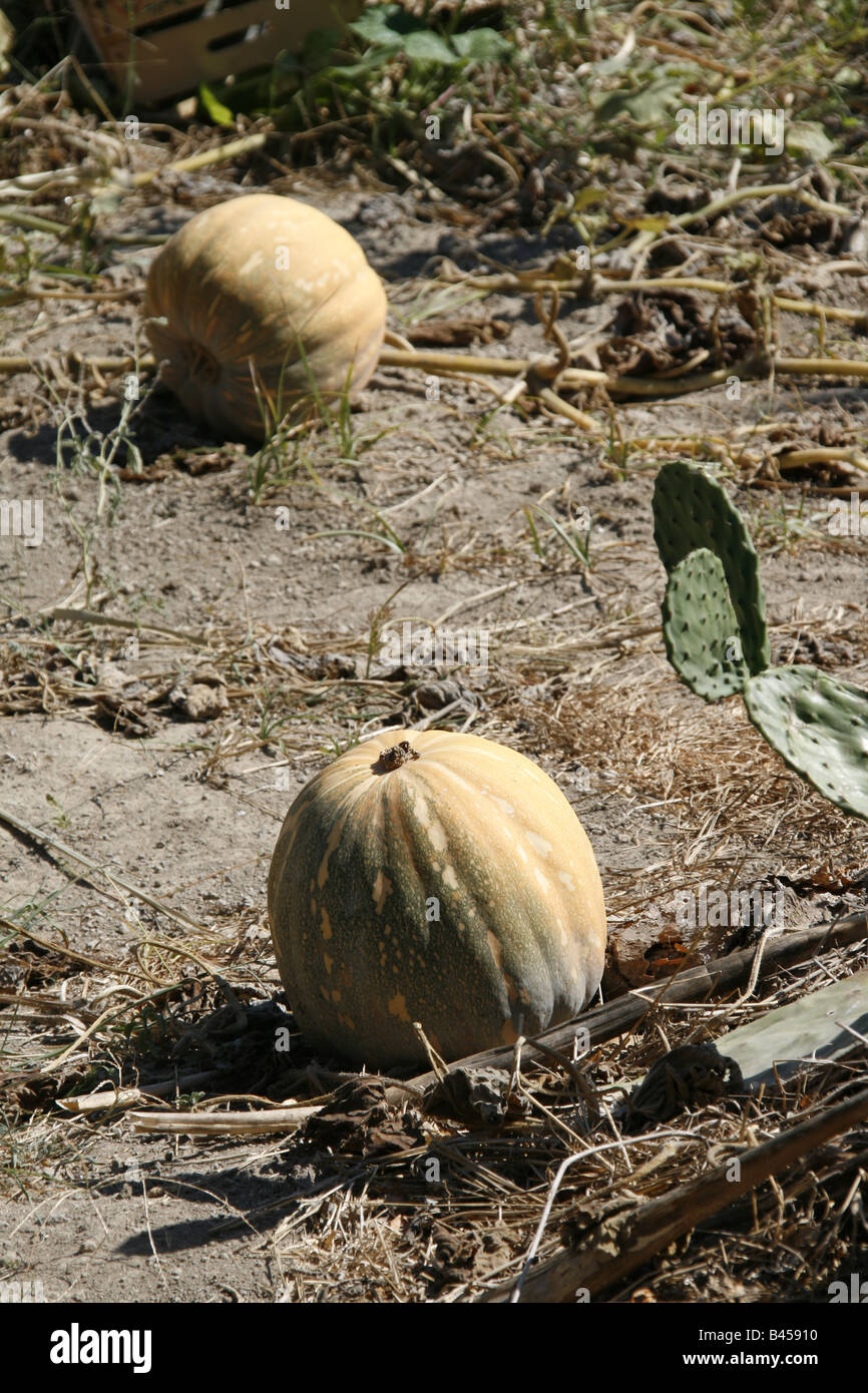 pumpkins growing in field Stock Photo - Alamy