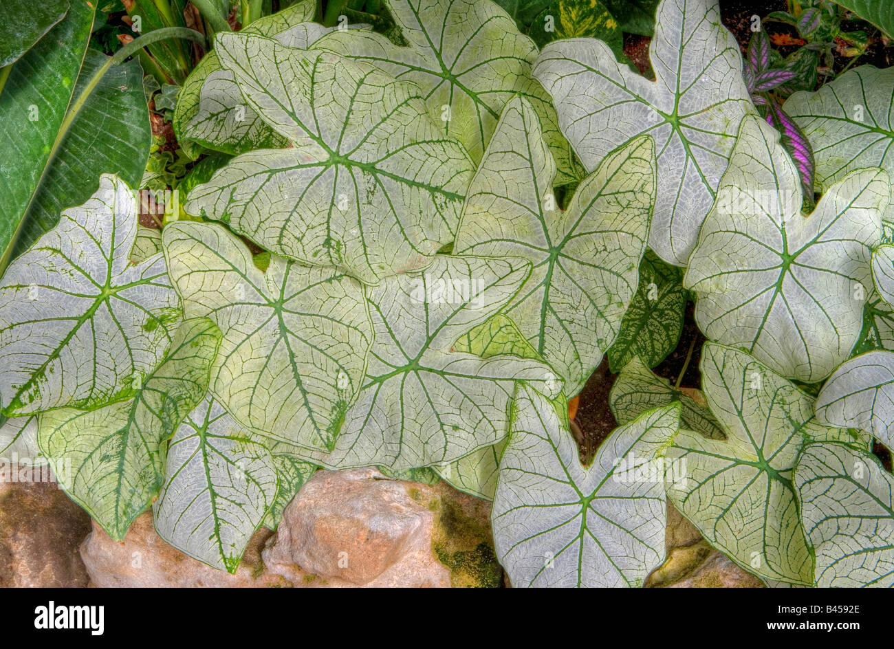 Caladiums caladium hortulanum candidum Allan Gardens Toronto Stock ...